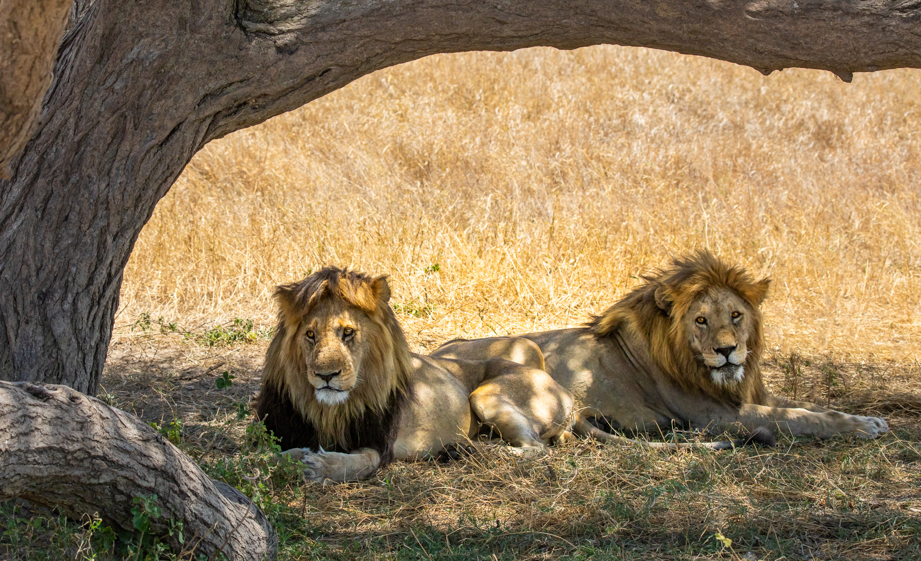 Historical Safaris - Endito Nagol Adventures